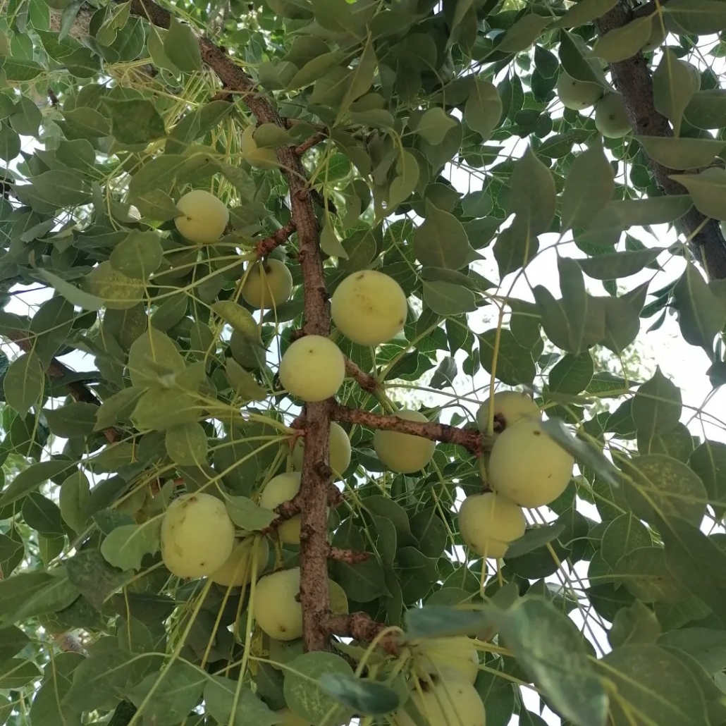 Living Heritage: Future Africa’s Indigenous and Orphan Crops Collection